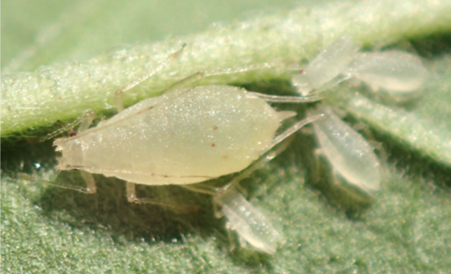 Article: The Cannabis aphid in North America – Favret Lab